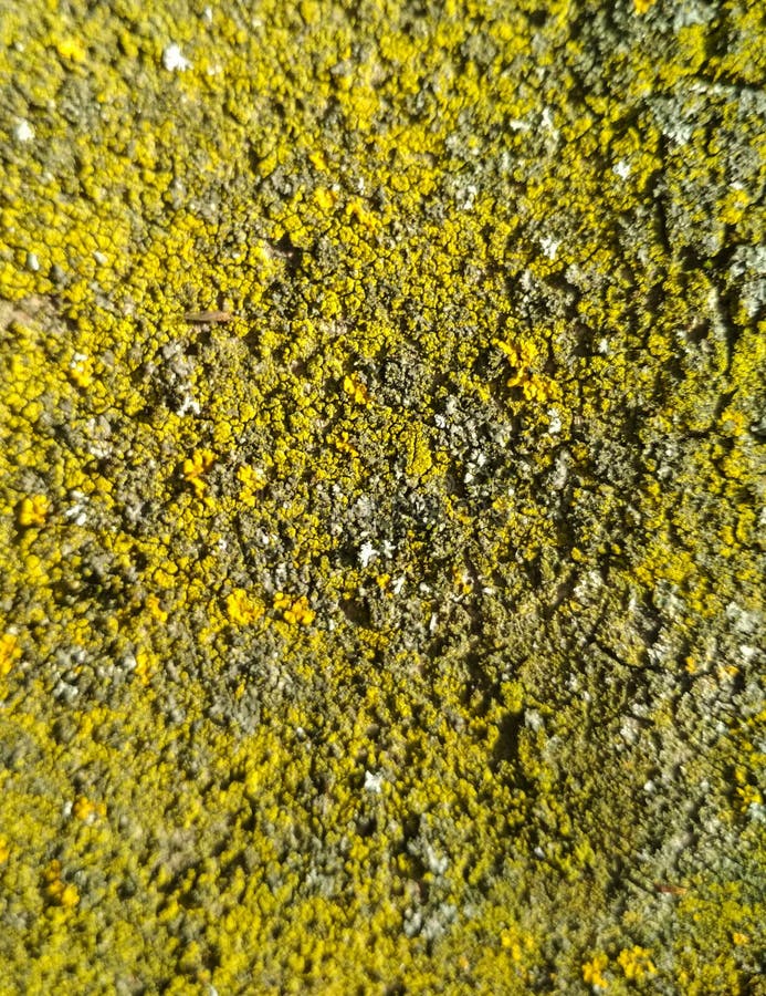 Yellow Moss on the Forest Tree Bark. Vertical Photo Stock Photo - Image ...