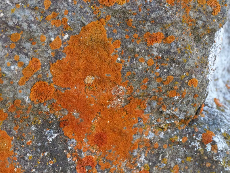 Yellow Moss Formed Over Time on the Rocks, Algae Formed on the North ...