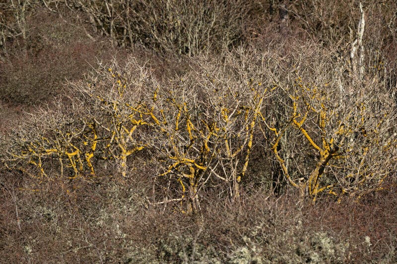 Yellow Moss Growing on Bushes without Leaves.. Stock Photo - Image of ...