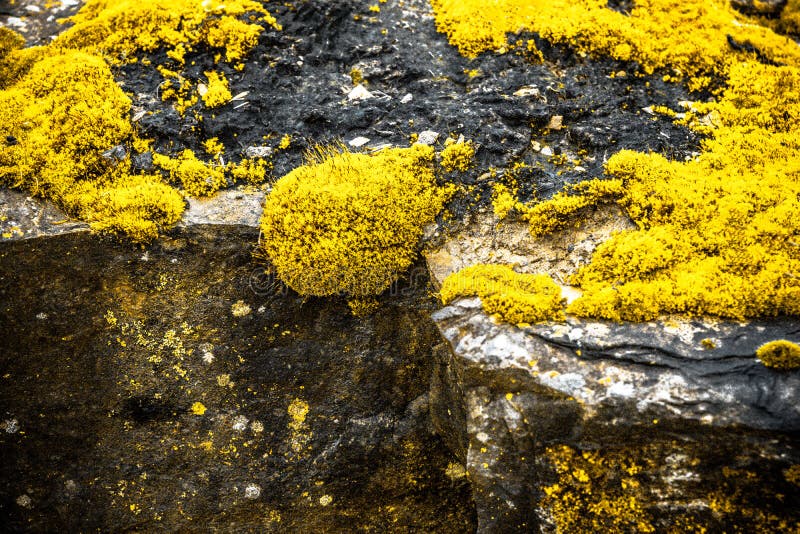 Yellow Moss Growing on a Stone Closeup Stock Image - Image of angle ...