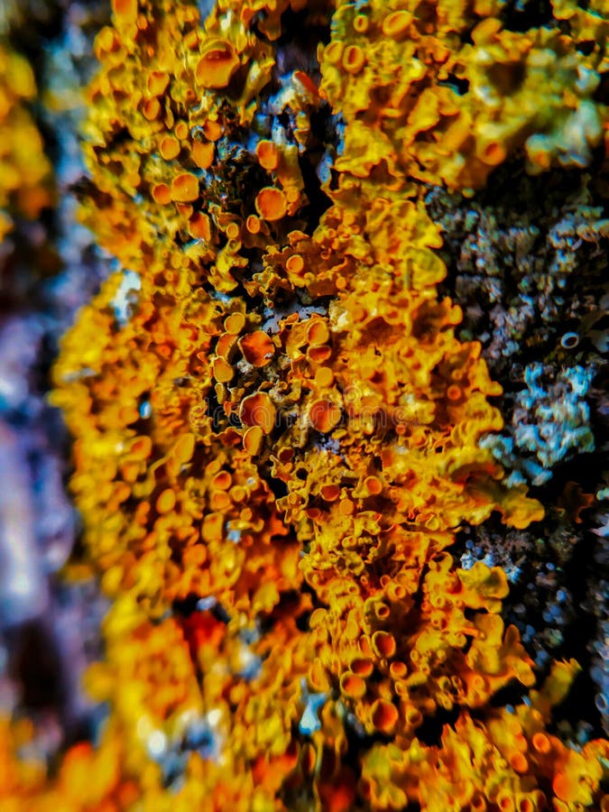 Yellow Moss Growing on a Tree Stock Photo - Image of abstract, moss ...