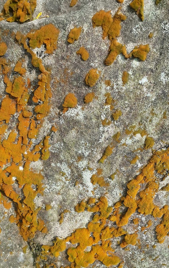 The Yellow Moss Grows on the Rock Beautifully Stock Photo - Image of ...