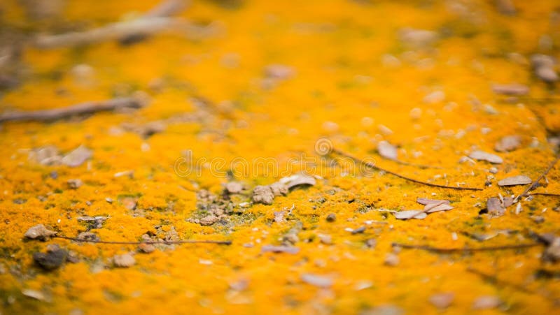 Yellow Moss on Grunge Texture, Background Stock Photo - Image of nature ...