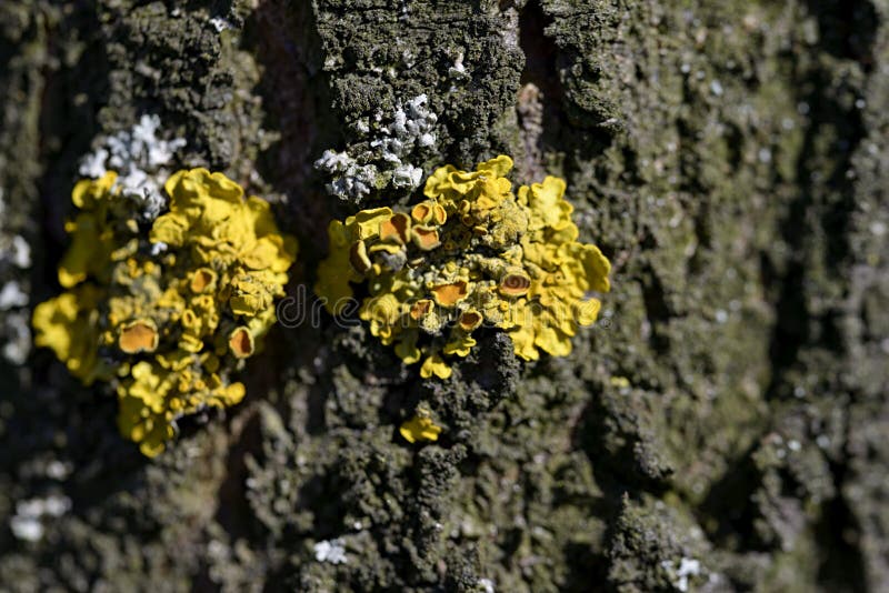 Yellow Moss on the Bark of a Tree Trunk in Autumn Stock Photo - Image ...