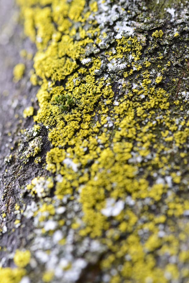 Yellow moss stock photo. Image of vegetation, bark, forest - 68816492