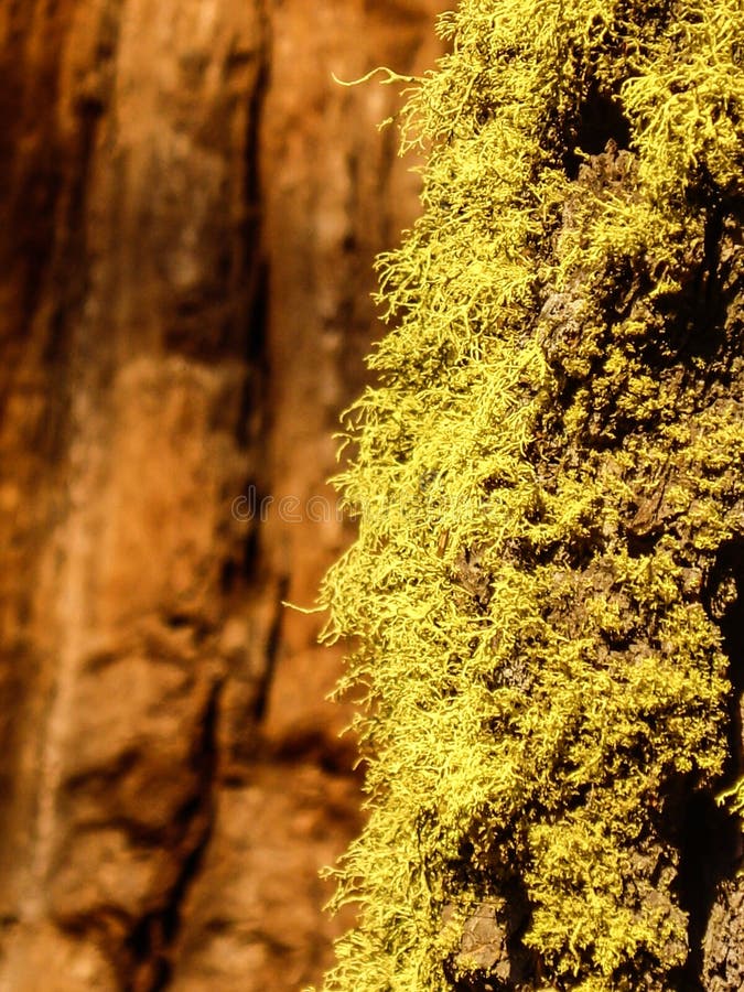 Yellow Moss on an old tree stock image. Image of color - 31376175