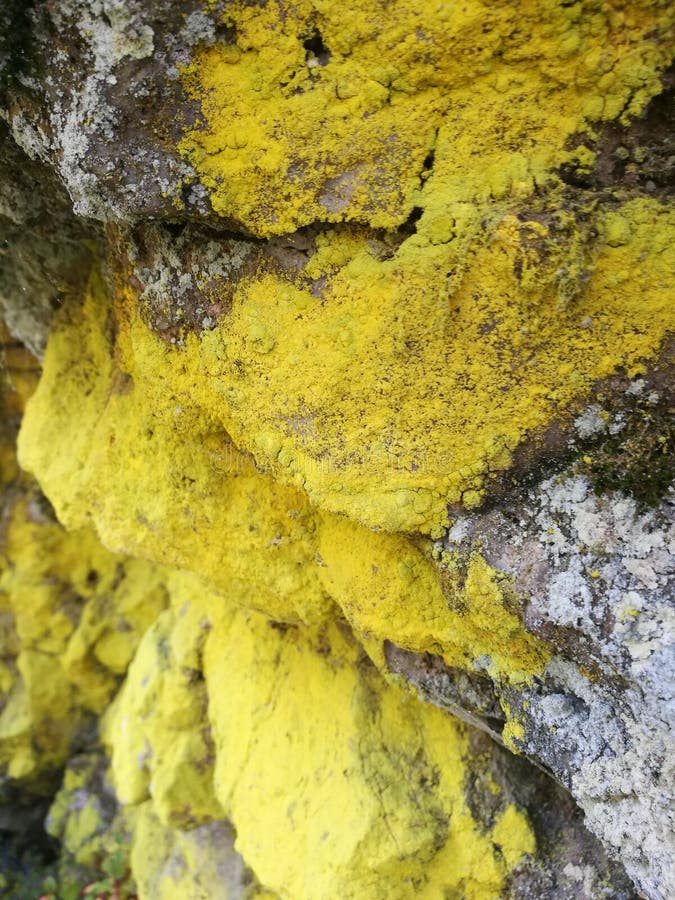 Yellow moss on the rock stock photo. Image of mountains - 161588180
