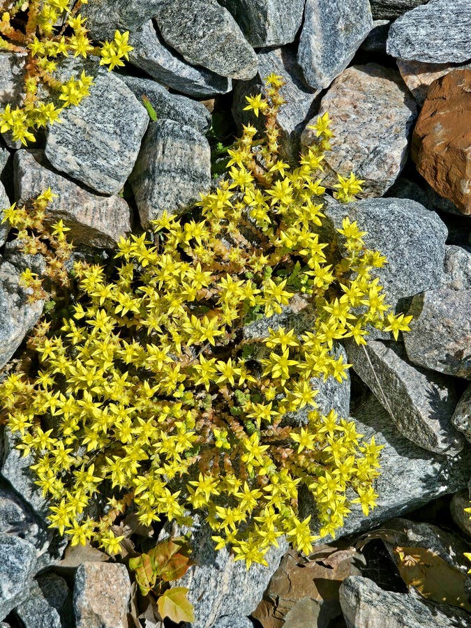An yellow moss stock image. Image of granite, leaf, color - 389713059