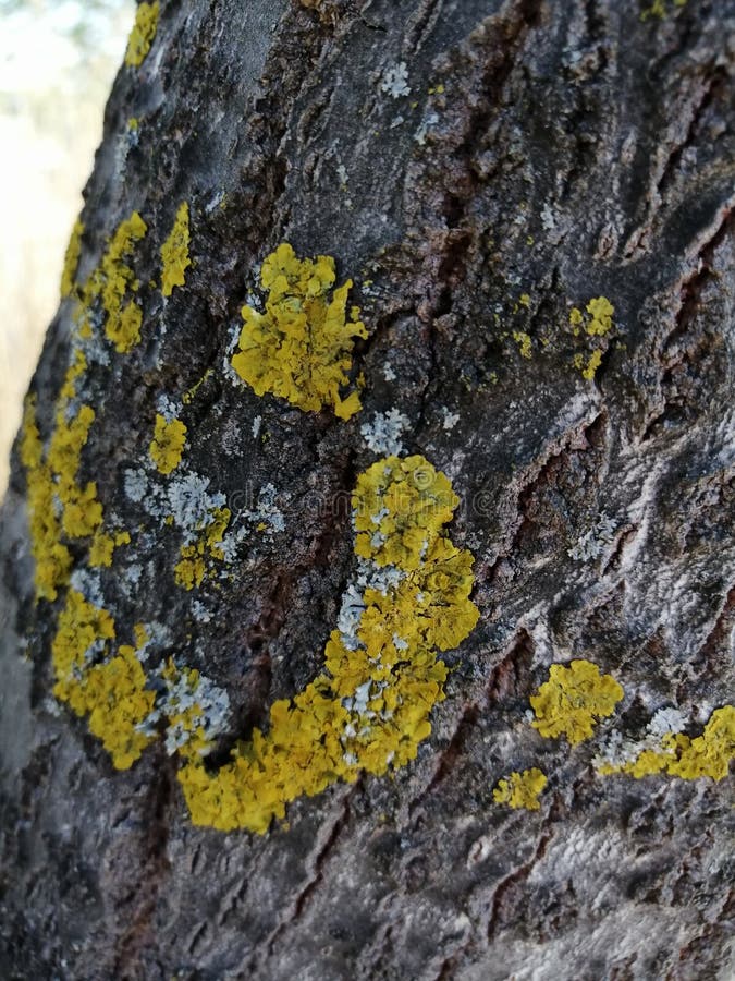 Yellow Moss on the Side of a Tree Stock Image - Image of tree, nature ...