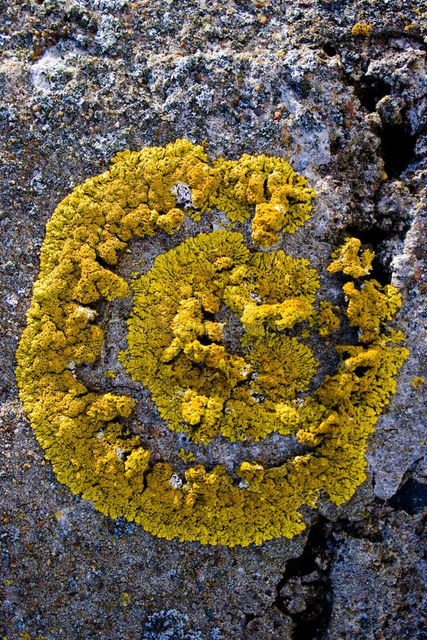 Yellow moss in stone stock image. Image of botanical - 91252321