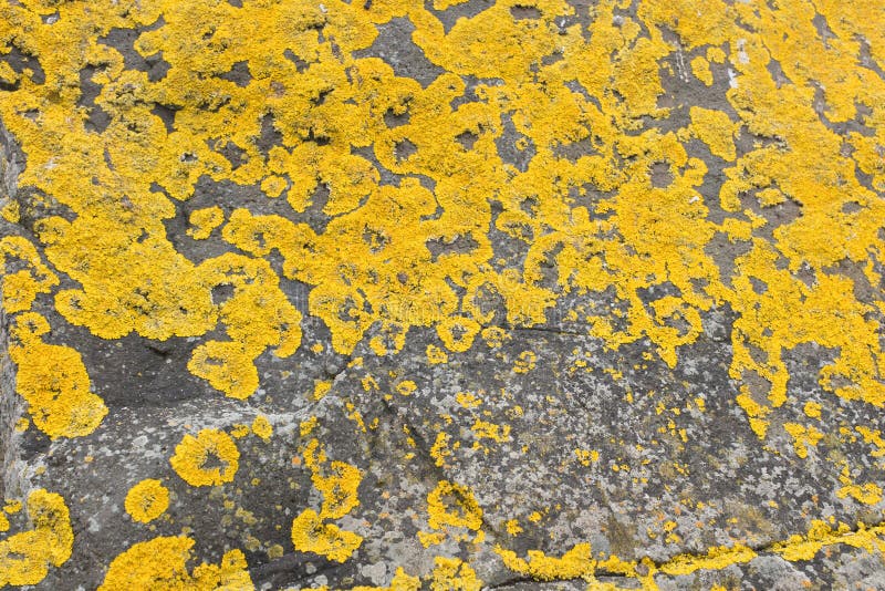 Yellow moss on a stone stock image. Image of colorful - 148990103