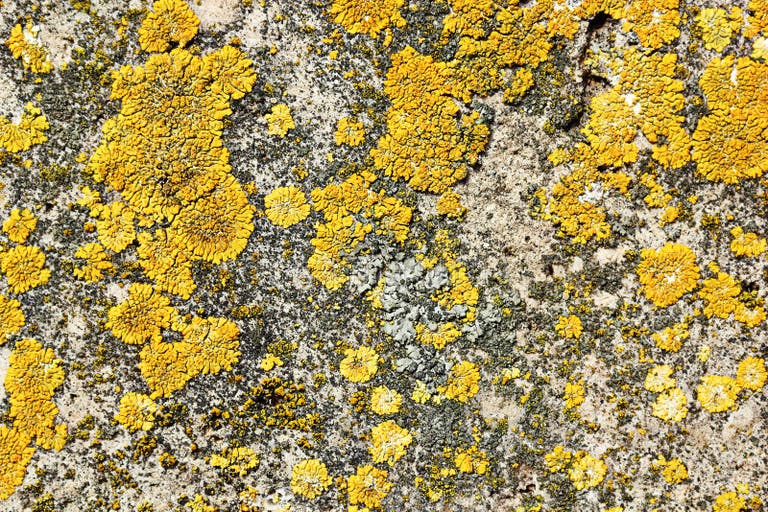 Yellow Moss on Stone Surface Stock Image - Image of crustose, lichens ...