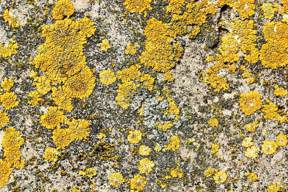 Yellow Moss on Stone Surface Stock Image - Image of crustose, lichens ...