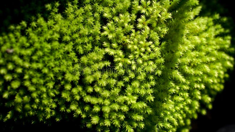 Yellow Moss stock photo. Image of flowing, forest, autumn - 78451848