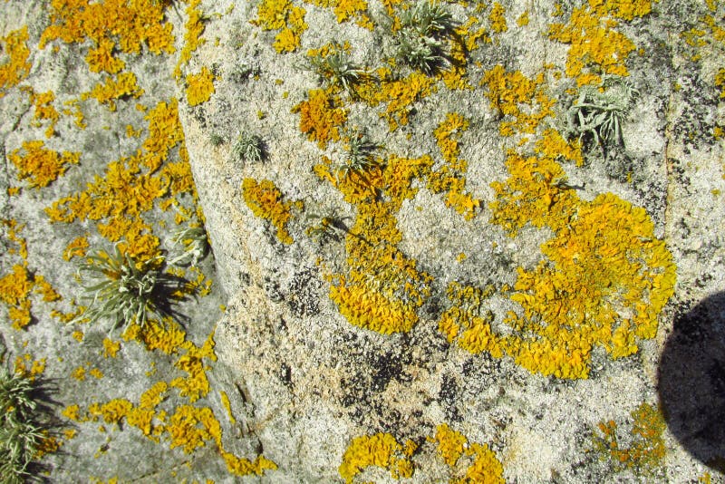 Yellow Moss Texture on Stone Stock Image - Image of light, grass: 77055771