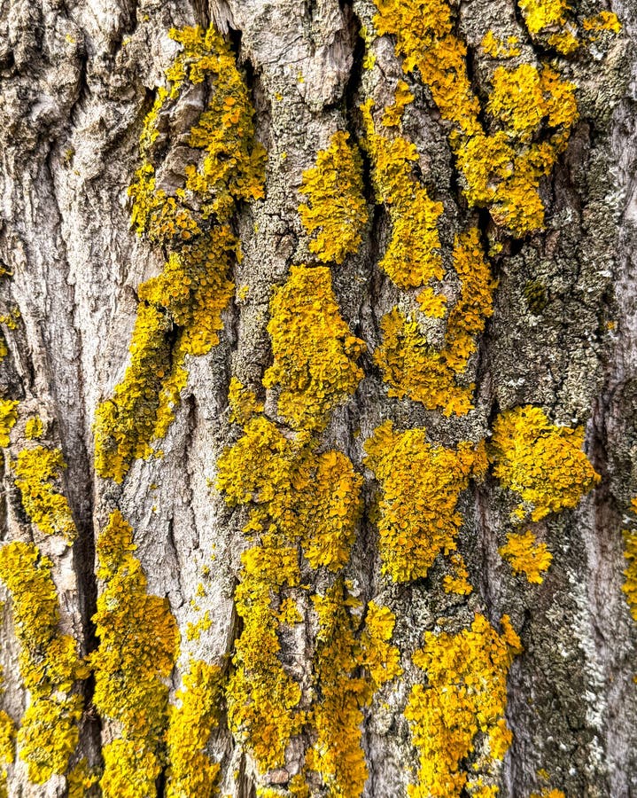 Yellow Moss on Tree Bark As an Abstract Background. Texture Stock Image ...