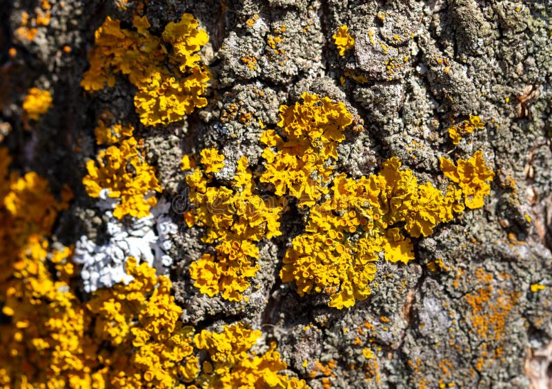 Yellow Moss on a Tree Bark As a Background Stock Photo - Image of ...