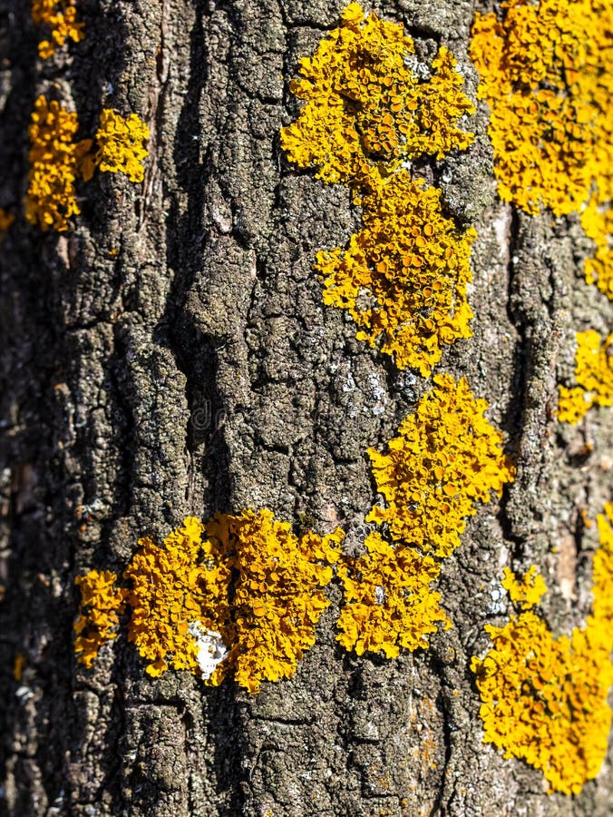 Yellow Moss on a Tree Bark As a Background Stock Photo - Image of ...
