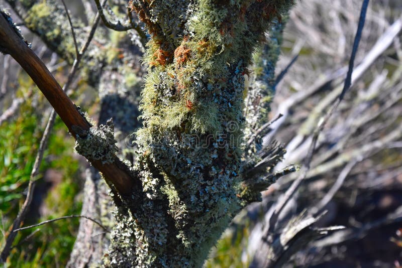 Yellow moss on tree bark stock photo. Image of lichen - 149884188