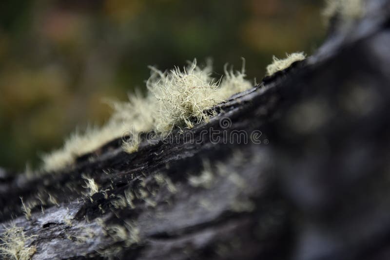 Yellow moss on tree bark. stock photo. Image of leaf - 83979556