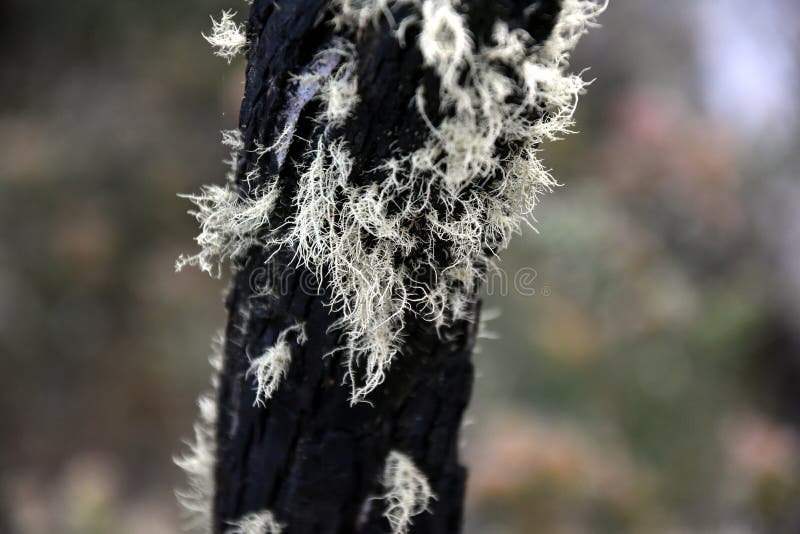 Yellow moss on tree bark. stock image. Image of melancholy - 83987365