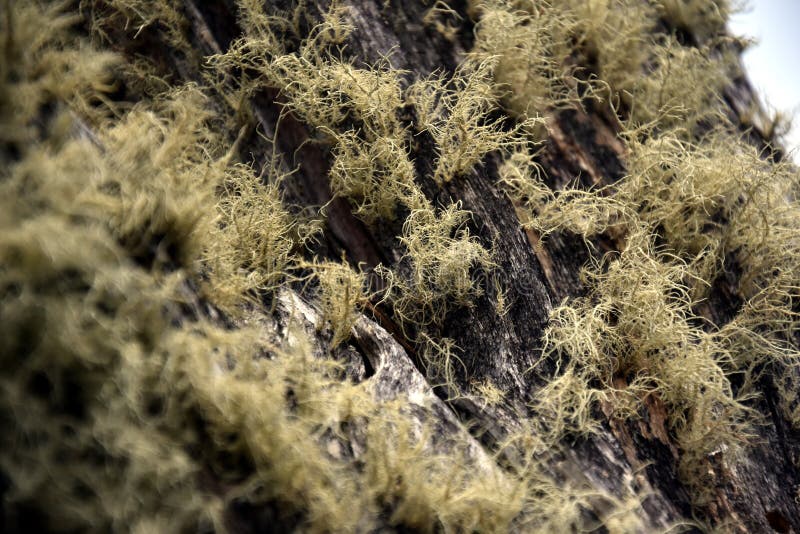 Yellow moss on tree bark. stock photo. Image of melancholy - 83989056