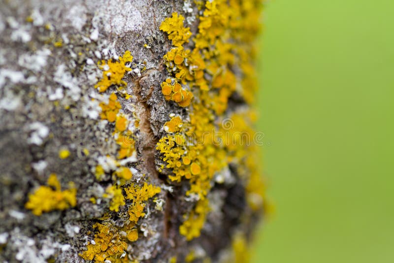 Yellow moss on a tree stock photo. Image of closeup, detail - 46170564