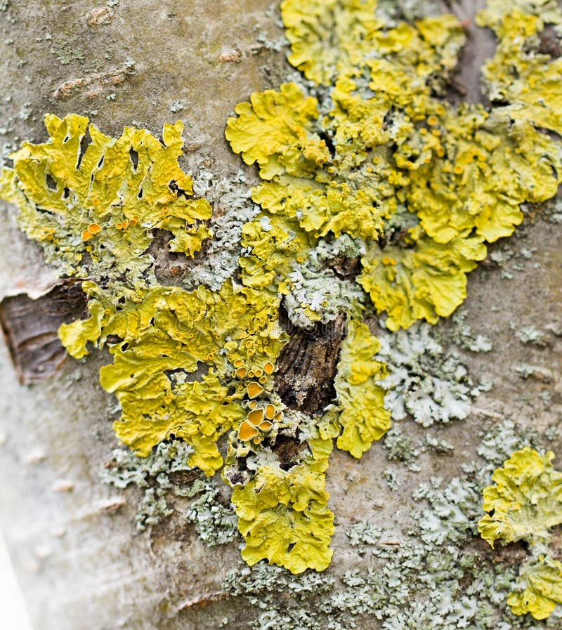 Yellow Moss Tree Nature Stock Images - Download 19,142 Royalty Free Photos