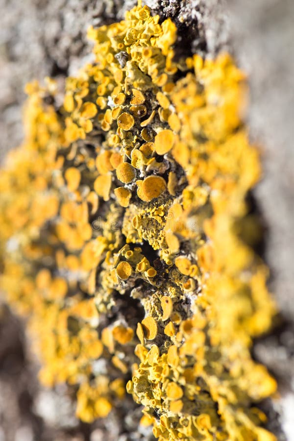 Yellow moss on the tree stock image. Image of lumber - 93609313