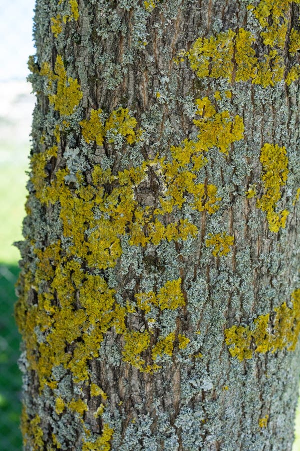 Yellow Moss on Tree Trunk Close Up Macro View Stock Image - Image of ... Yellow Moss on Tree Trunk Close Up Macro View Stock Image - Image of ...