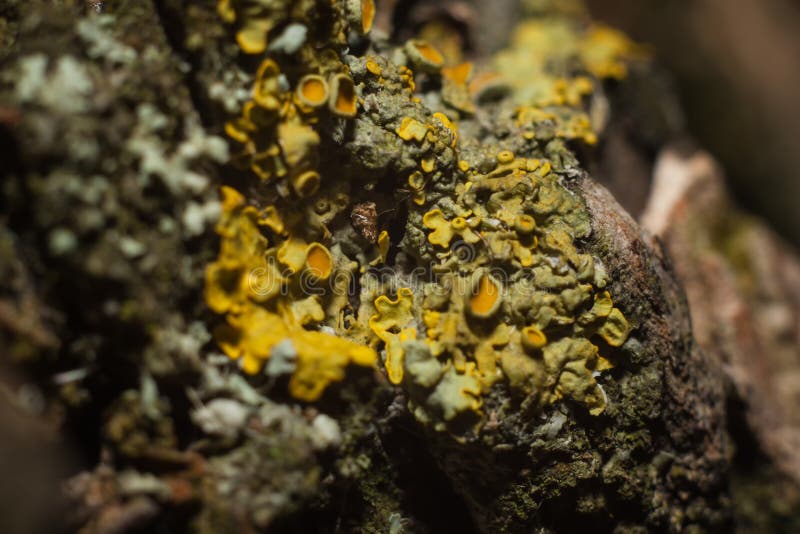 Yellow moss on a tree stock photo. Image of moss, flora - 74501222