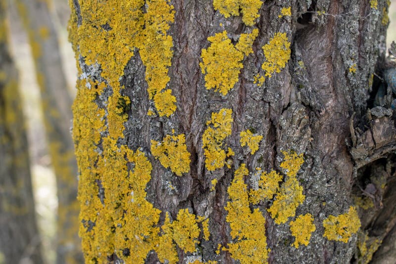 Yellow Moss on the Trunk of a Thick Tree Stock Image - Image of plant ...