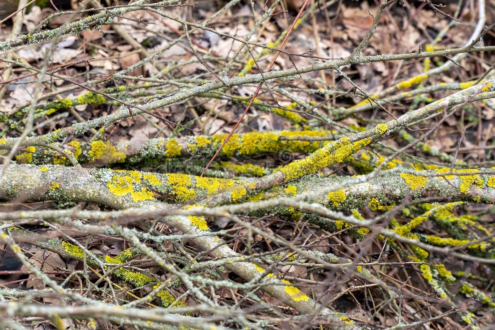 Yellow Moss on a Wind-blown Tree Stock Photo - Image of blown, woodland ...
