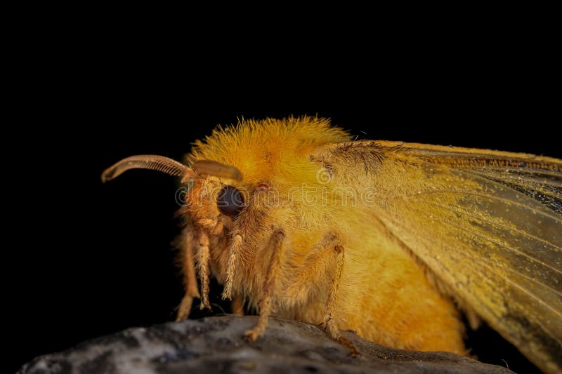 Yellow Moth, Close Up of a Moth. Night Butterfly Stock Photo - Image of ...