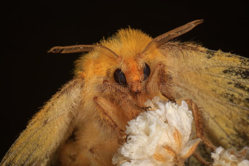 Yellow Moth, Close Up of a Moth. Night Butterfly Stock Photo - Image of ...