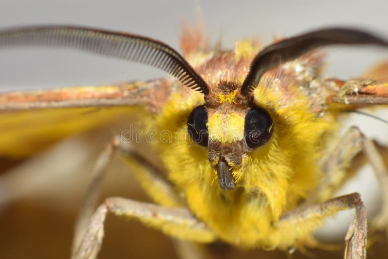 Yellow moth stock image. Image of macro, insect, close - 54628827