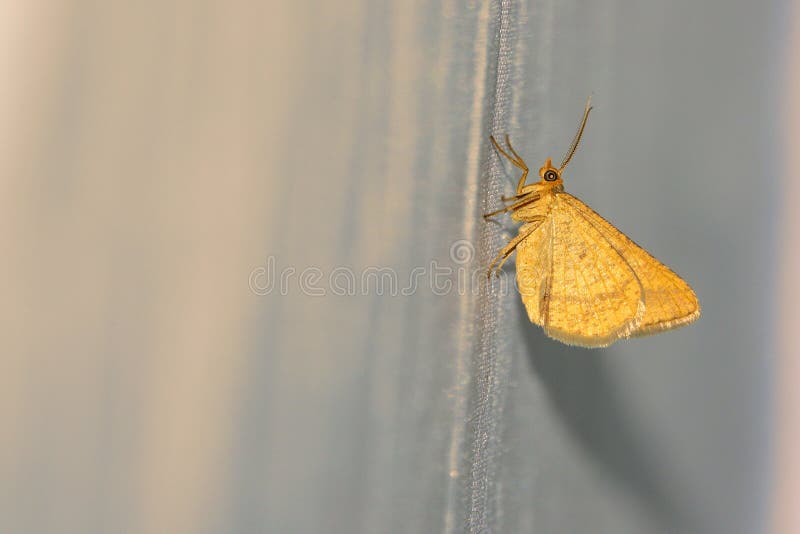 Yellow moth stock image. Image of nature, insect, animal - 251034915
