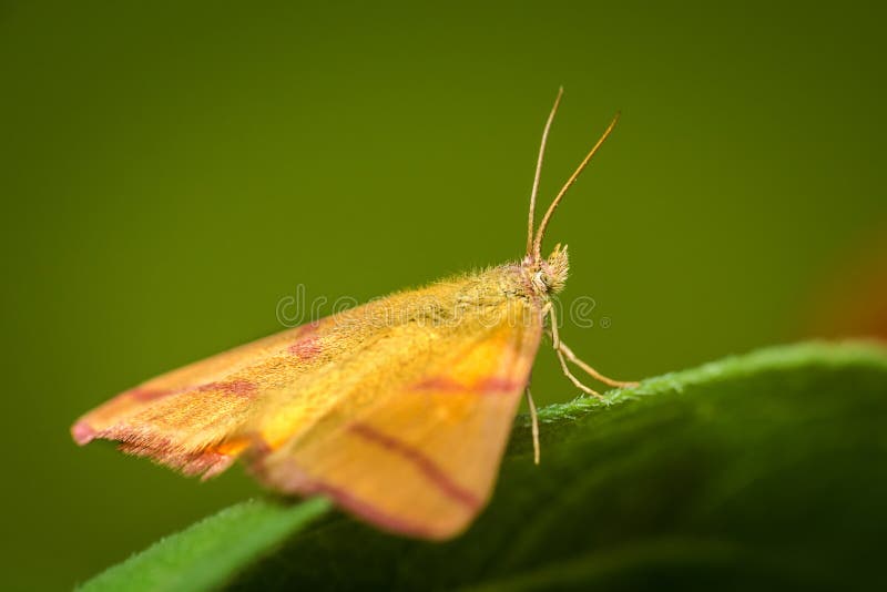 Yellow moth stock photo. Image of detail, hungary, creature - 37508756
