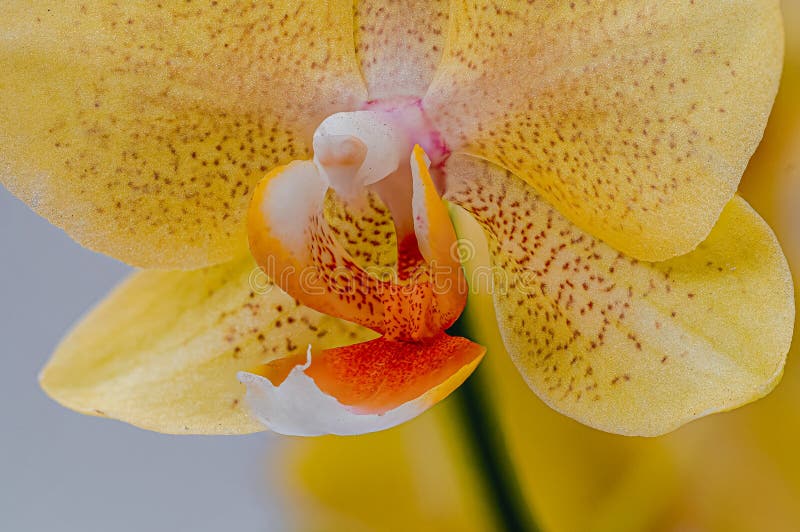 Yellow Moth Orchid Flower, Phalaenopsis Orchid Stock Photo - Image of ...