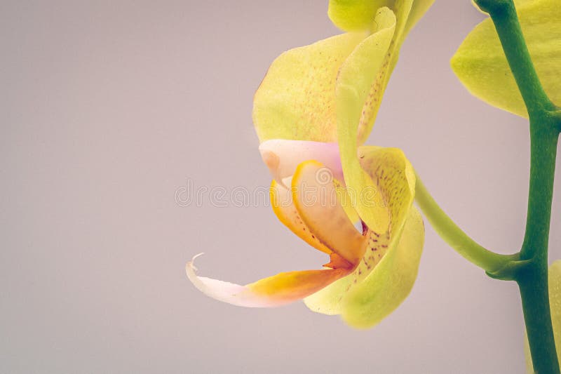 Yellow Moth Orchid, Phalaenopsis Orchid Stock Image - Image of blossom ...