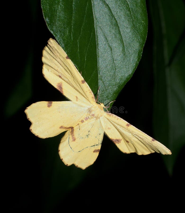 Yellow Moth on Peony Leaf stock photo. Image of abdomen - 55983846
