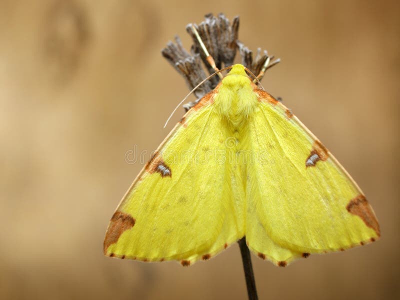 Yellow moth stock photo. Image of single, brown, beautiful - 34812518