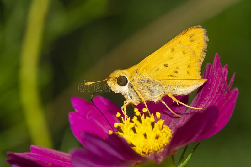 Yellow Mothj Sucking Nectar from a Flower Stock Photo - Image of yellow ...