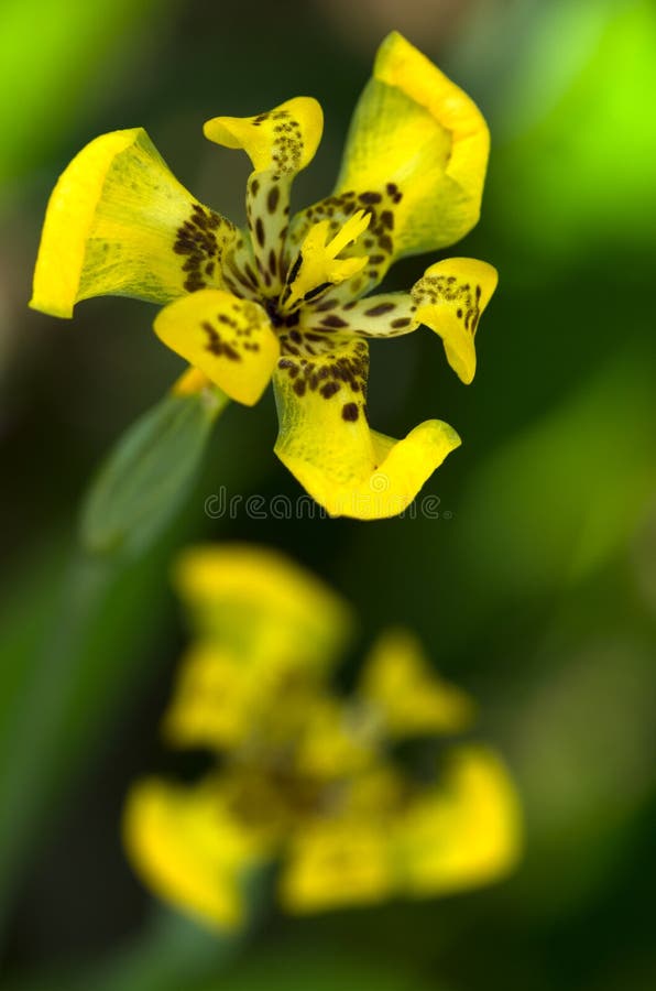 Yellow mottled flower stock image. Image of petal, closeup - 87651469