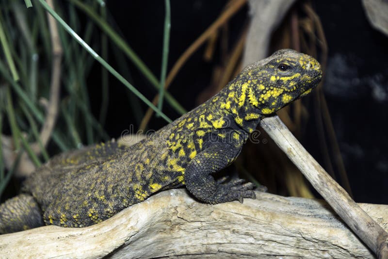 Yellow Mottled Lizard Perched on a Tree Branch Stock Image - Image of ...