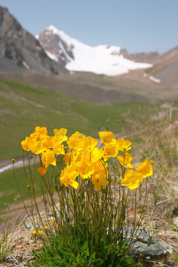 Mountain Poppy Flowers Growing in the Rocks Stock Image - Image of ...