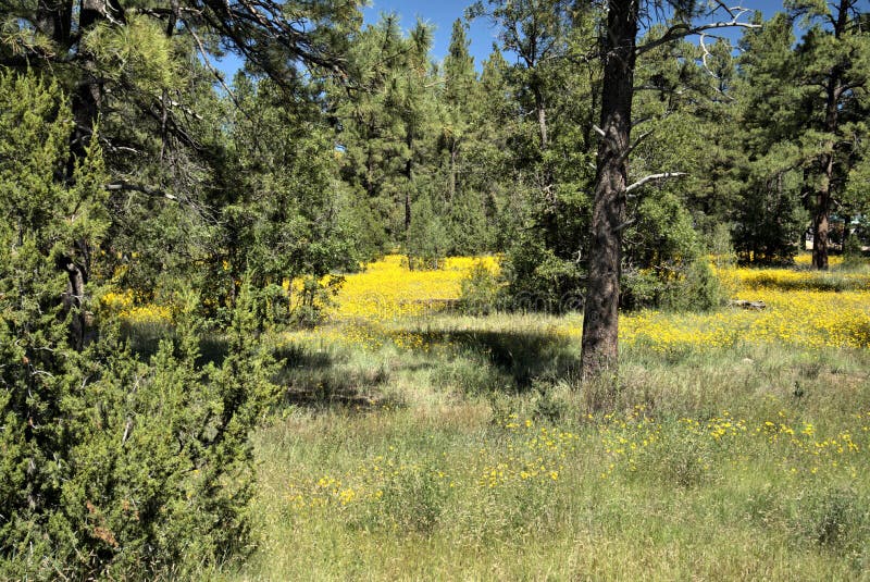 Yellow Mountain Wild Flowers in Full Bloom Stock Image - Image of ...