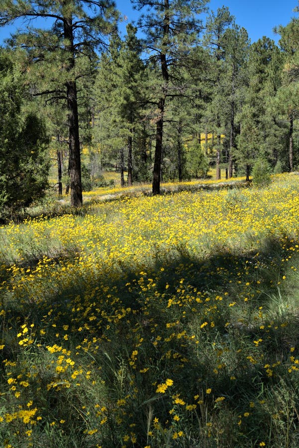 Yellow Mountain Wild Flowers in Full Bloom Stock Photo - Image of ...