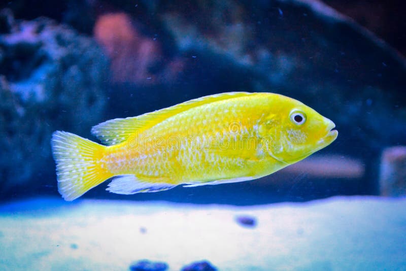 Blue Mouthbrooder Fish - Front View Stock Photo - Image of rocks ...