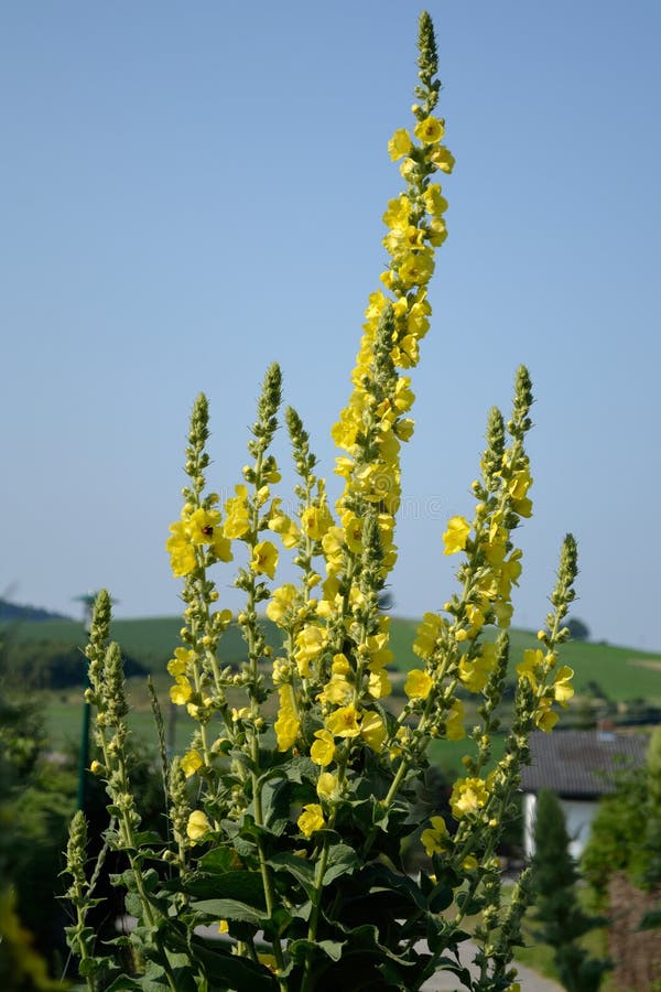 Great Mullein stock photo. Image of verbascum, landscape - 64496366